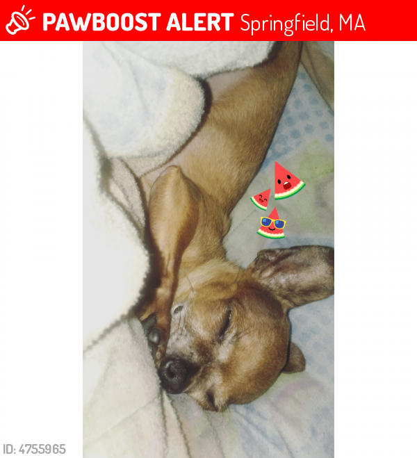 Lost Female Dog in Springfield, MA 01107 Named Suzie (ID: 4755965 ...