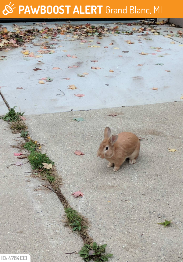 Found/Stray Rabbit in Grand Blanc, MI 48439 (ID: 4784133) | PawBoost