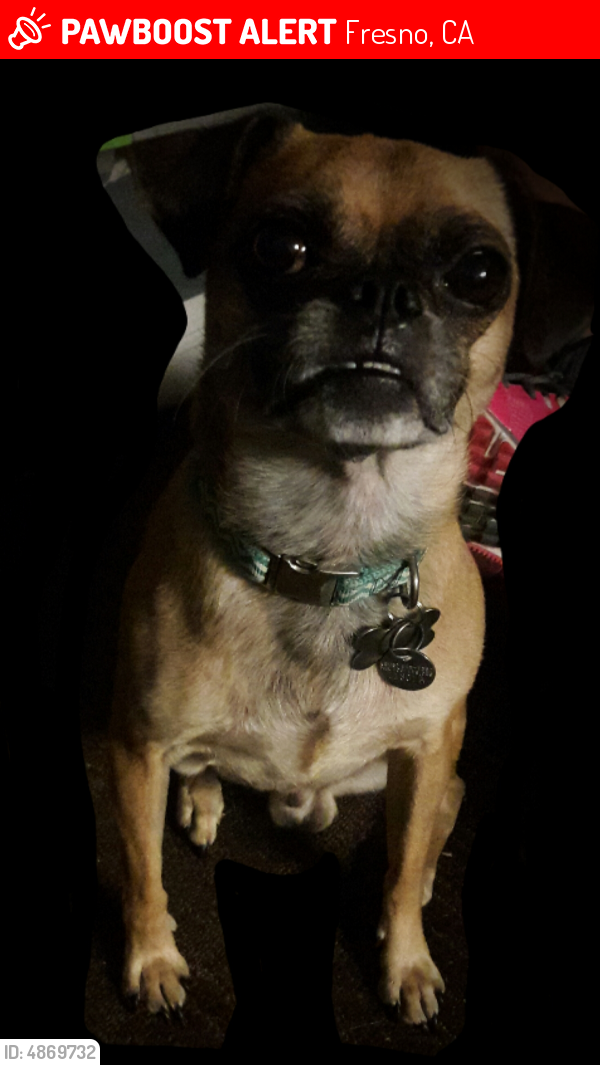 Lost Male Dog in Fresno, CA 93701 Named Puggles Oday (ID: 4869732 ...