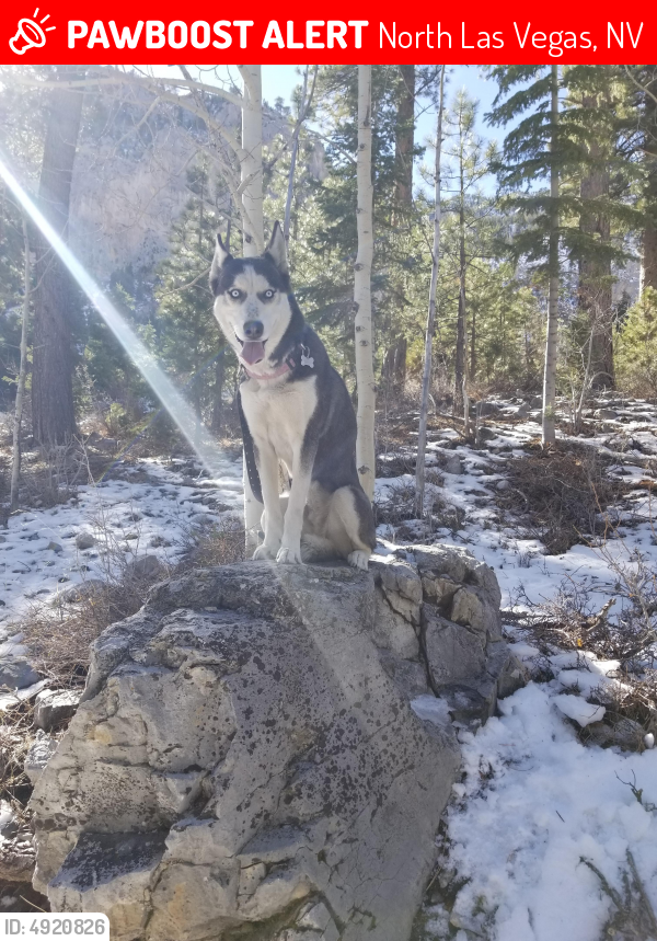 Lost Female Dog in North Las Vegas, NV 89030 Named Neveah (ID: 4920826 ...