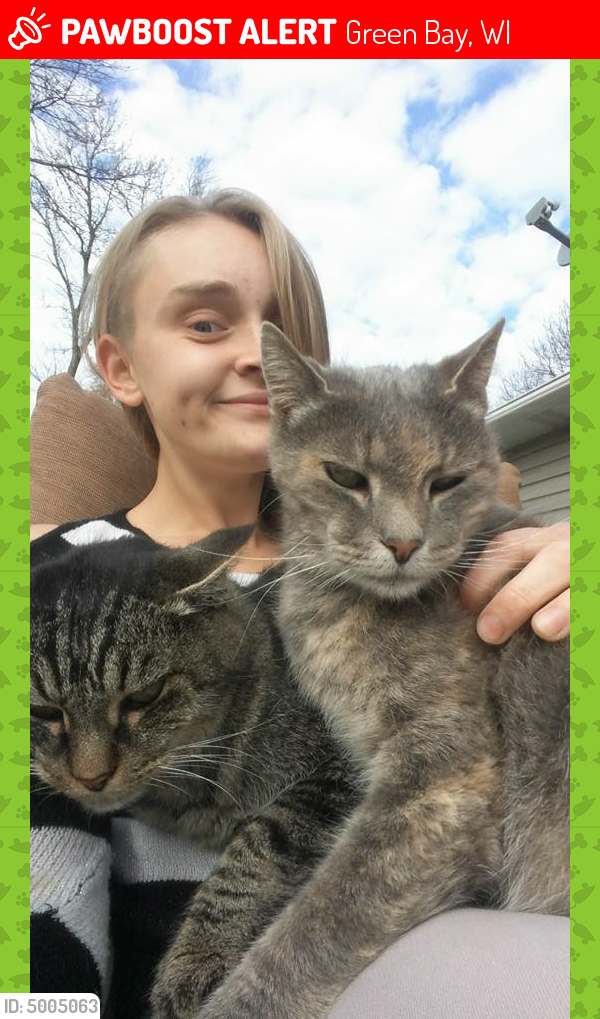 Lost Female Cat in Green Bay, WI 54304 Named Grady (ID: 5005063) | PawBoost
