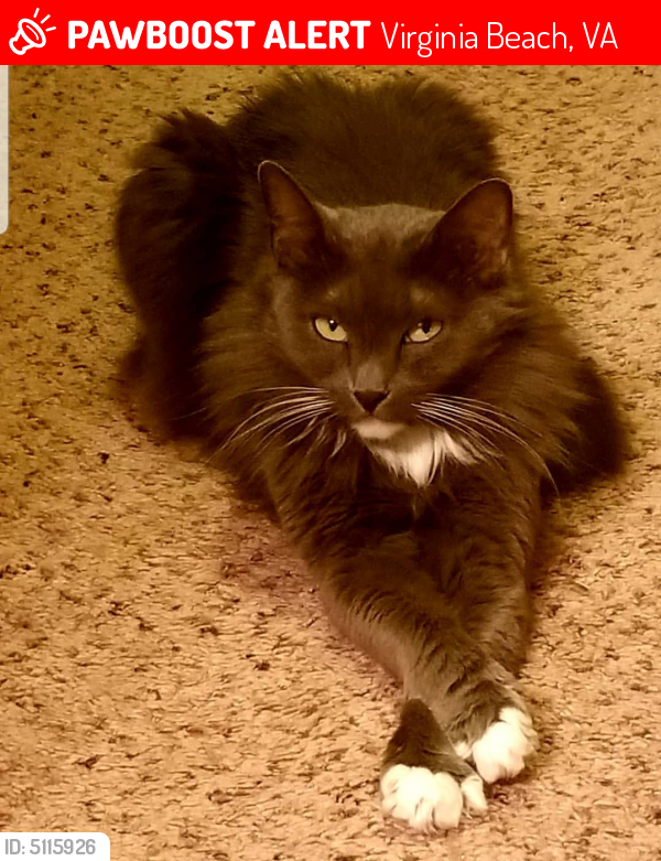 Lost Female Cat in Virginia Beach, VA 23462 Named Mary (ID: 5115926 ...