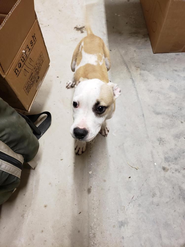 Lost & Found Dogs, Cats, and Pets in Hunt County, TX 75401 - Page 1 ...