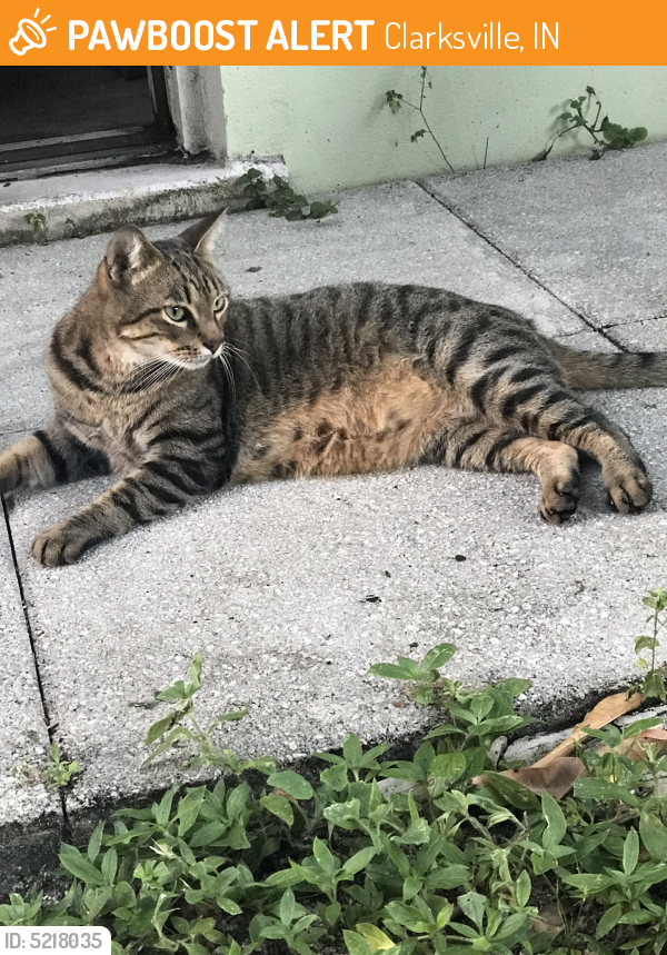 Found Stray Male Cat In Clarksville IN 47129 ID 5218035 PawBoost found-stray-male-cat-in-clarksville-in-47129-id-5218035-pawboost