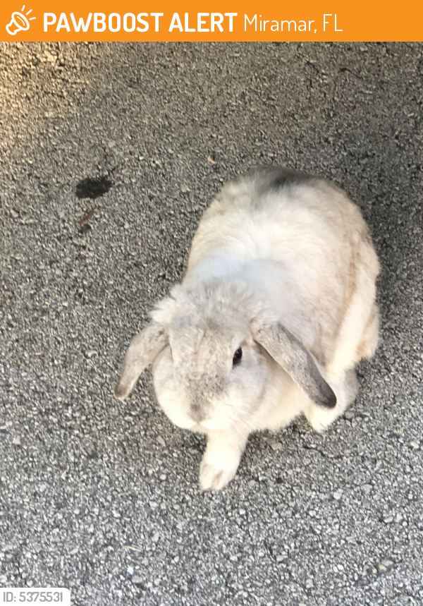 Found/Stray Rabbit in Miramar, FL 33027 (ID: 5375531) | PawBoost