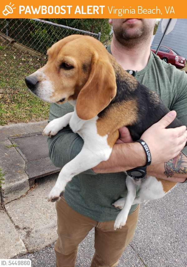 Found/Stray Female Dog in Virginia Beach, VA 23452 (ID: 5449860) | PawBoost