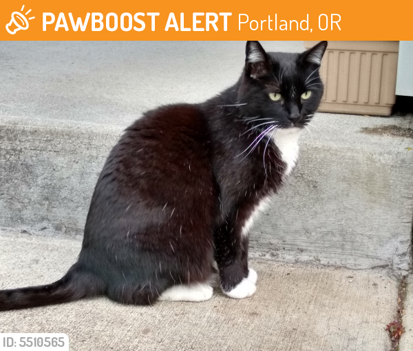 Found/Stray Male Cat in Portland, OR 97213 (ID: 5510565) | PawBoost