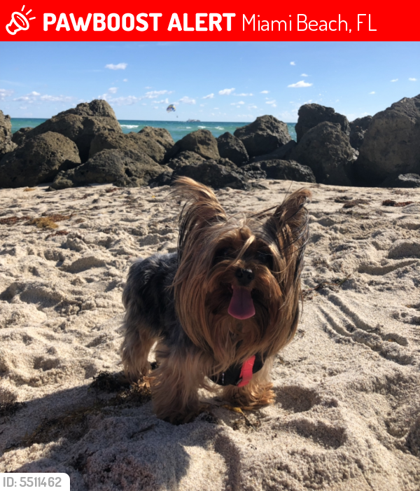 Lost Female Dog in Miami Beach, FL 33140 Named Ginger (ID: 5511462 ...