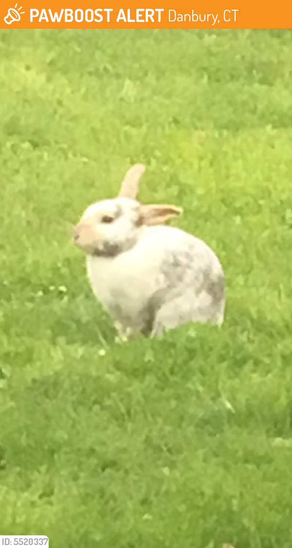 Found/Stray Rabbit in Danbury, CT 06810 (ID: 5520337) | PawBoost