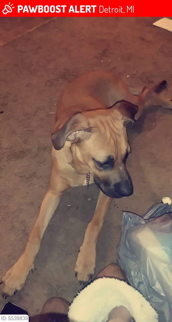 Lost Female Dog in Detroit, MI 48219 Named Peaches (ID: 5539839) | PawBoost