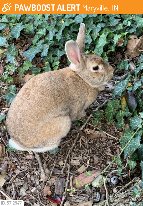 Found/Stray Rabbit in Maryville, TN 37804 (ID: 5712947) | PawBoost
