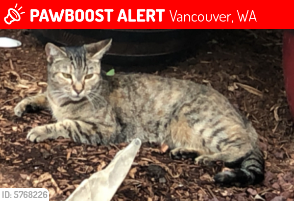 Lost Female Cat In Vancouver Wa 98665 Named Kitters Id 5768226