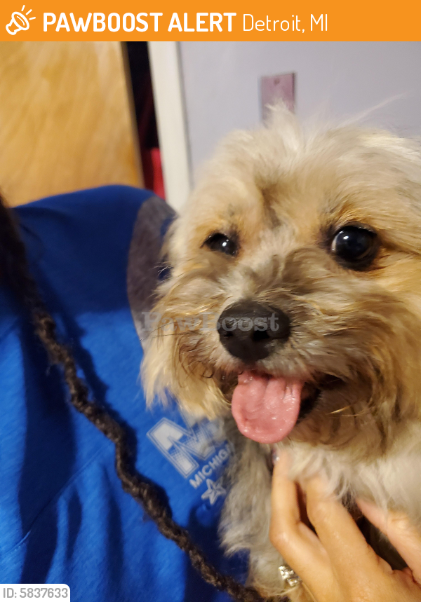 Found/Stray Female Dog in Detroit, MI 48152 (ID: 5837633) | PawBoost