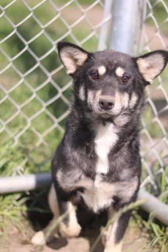 Lost & Found Dogs, Cats, and Pets in Edmonton, AB T6A 3L7 - Page 1 ...