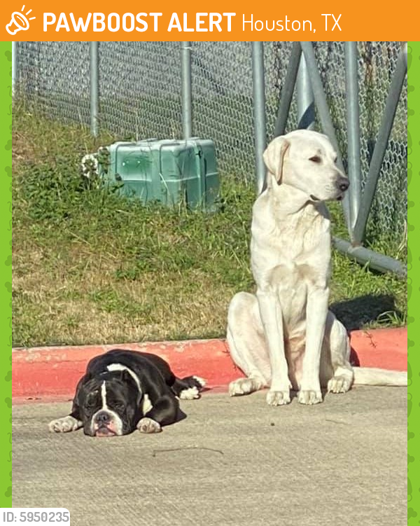 Found/Stray Dog in Houston, TX 77040 (ID: 5950235) | PawBoost