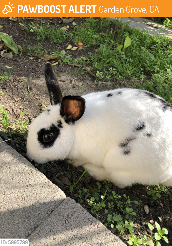 Found/Stray Rabbit in Garden Grove, CA 92842 (ID: 5995799) | PawBoost