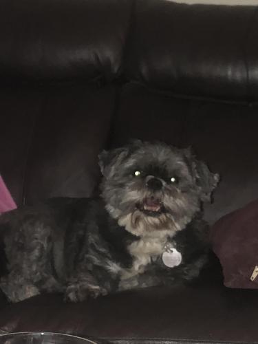 Lost & Found Dogs, Cats, and Pets in Edmonton, AB T6A 3L7 - Page 2 ...