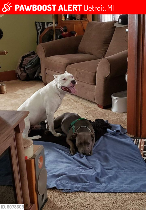 Lost Male Dog in Detroit, MI 48226 Named Zeus (ID: 6078609) | PawBoost
