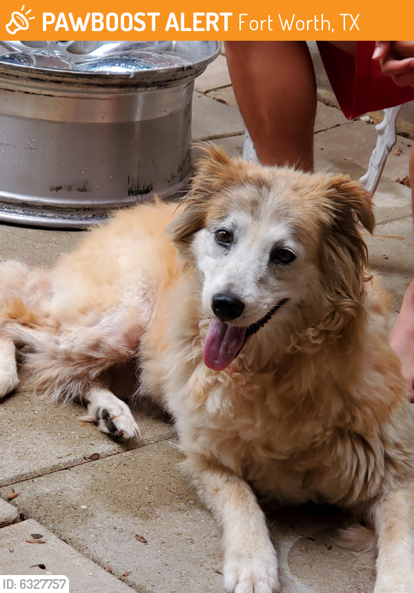 Found/Stray Female Dog in Fort Worth, TX 76123 (ID: 6327757) | PawBoost