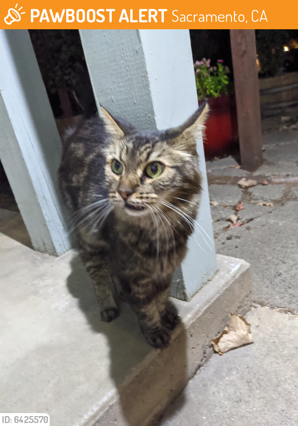 Found/Stray Cat in Sacramento, CA 95825 (ID: 6425570) | PawBoost