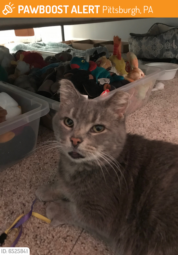 Found/Stray Female Cat in Pittsburgh, PA 15238 (ID: 6525841) | PawBoost