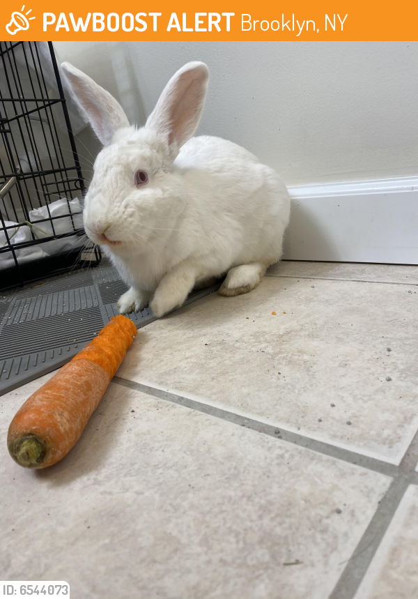 Found/Stray Rabbit in Brooklyn, NY 11216 (ID: 6544073) | PawBoost