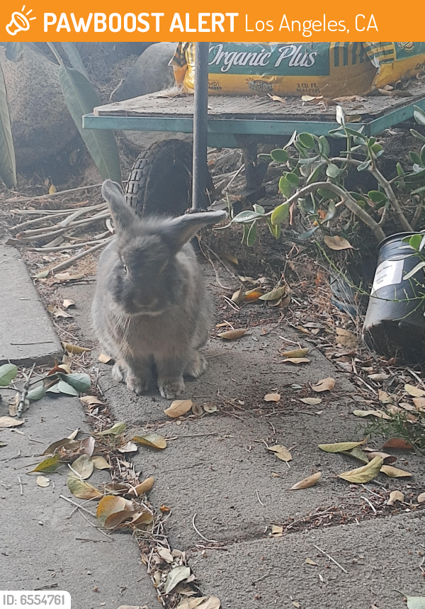 Found/Stray Rabbit in Los Angeles, CA 91331 (ID: 6554761) | PawBoost