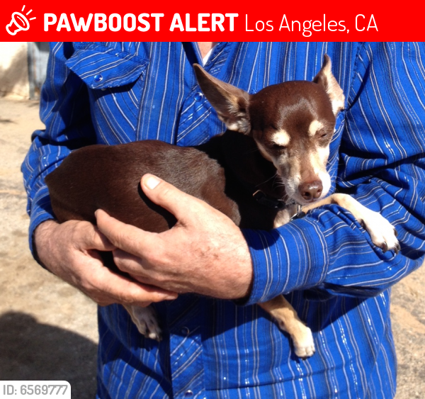 Lost Female Dog in Los Angeles, CA 90026 Named Pebbles (ID: 6569777 ...