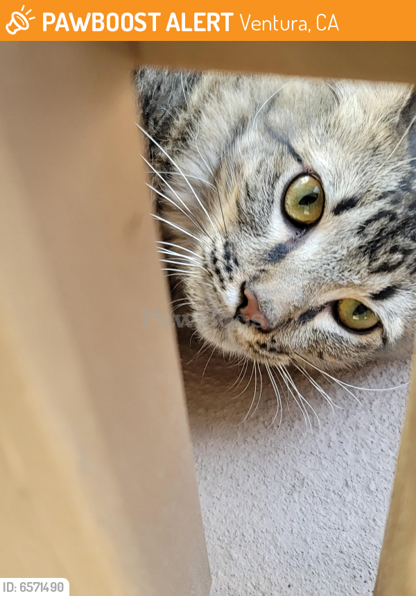 Found/Stray Cat in Ventura, CA 93004 (ID: 6571490) | PawBoost