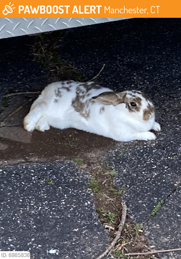 Found/Stray Rabbit in Manchester, CT 06042 (ID: 6905836) | PawBoost