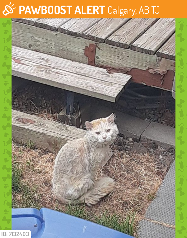 Found/Stray Cat in Calgary, AB T2J (ID: 7132403) | PawBoost