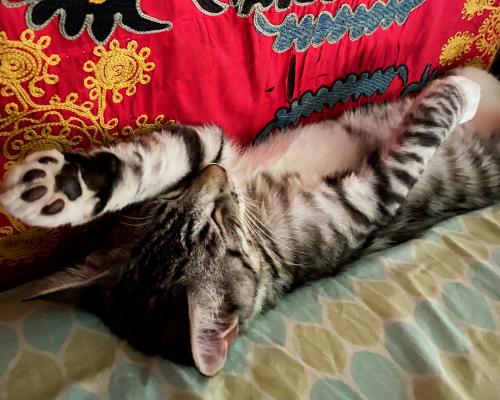 PawBoost Lost and Found Pets - Find and Report Lost Pets Nationwide
